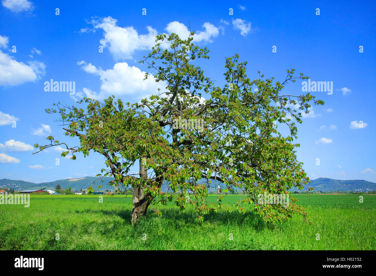 Cherry tree, Sweet cherry (Prunus avium), in a meadow in summer ...