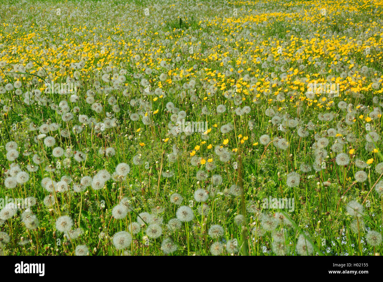 common dandelion (Taraxacum officinale), meadow with fruiting dandelion ...