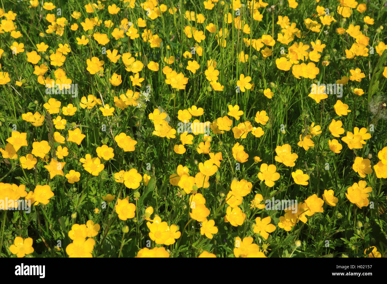 tall buttercup, upright meadow crowfoot (Ranunculus acris), blooming in ...