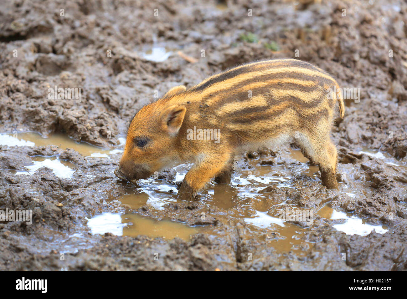 wild boar, pig, wild boar (Sus scrofa), shoat in mud, side view ...
