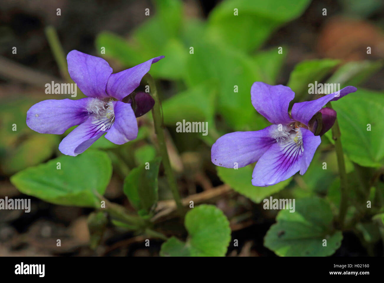 Veilchen Stock Photos & Veilchen Stock Images - Alamy