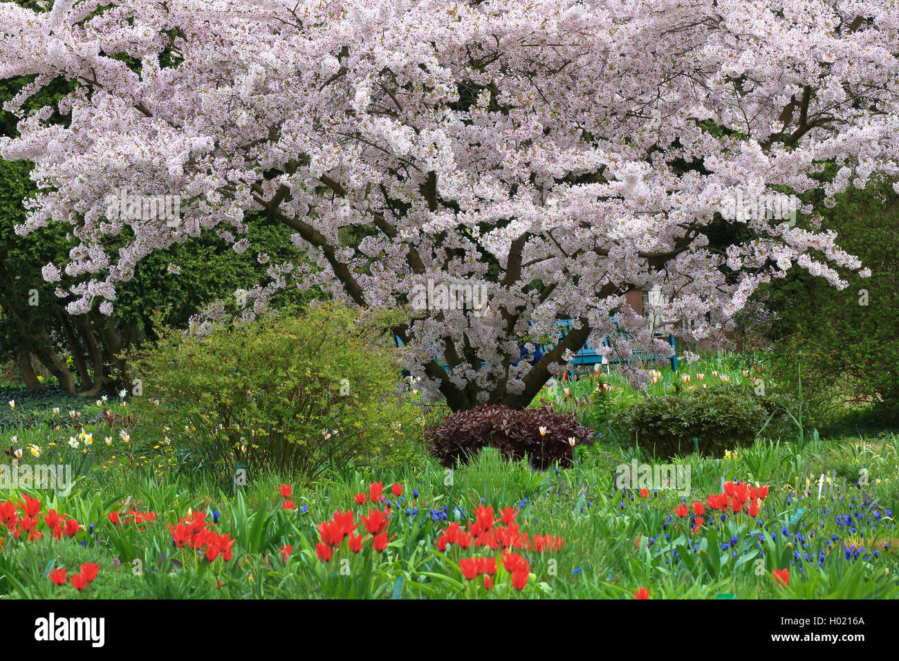 Prunus yedoensis hi-res stock photography and images - Alamy