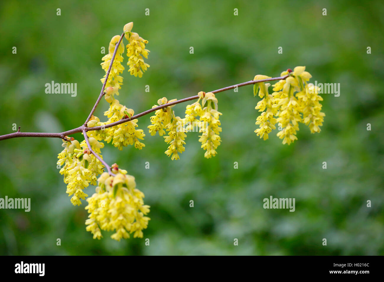 Chinese Winter Hazel (Corylopsis sinensis), blooming Stock Photo - Alamy