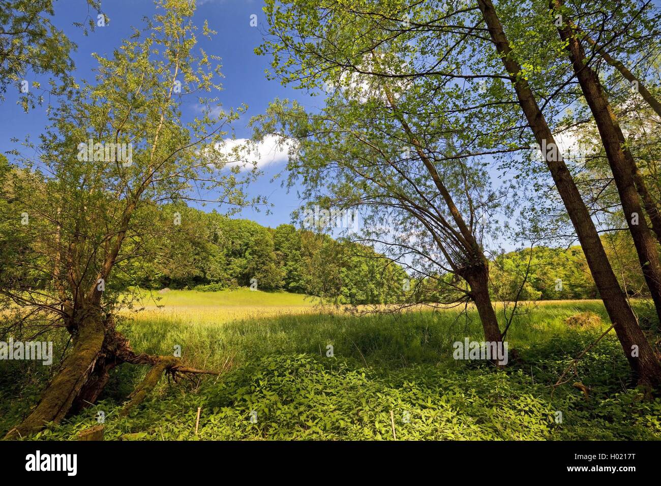 field and forest landscape of Neandertal valley, Germany, North Rhine ...
