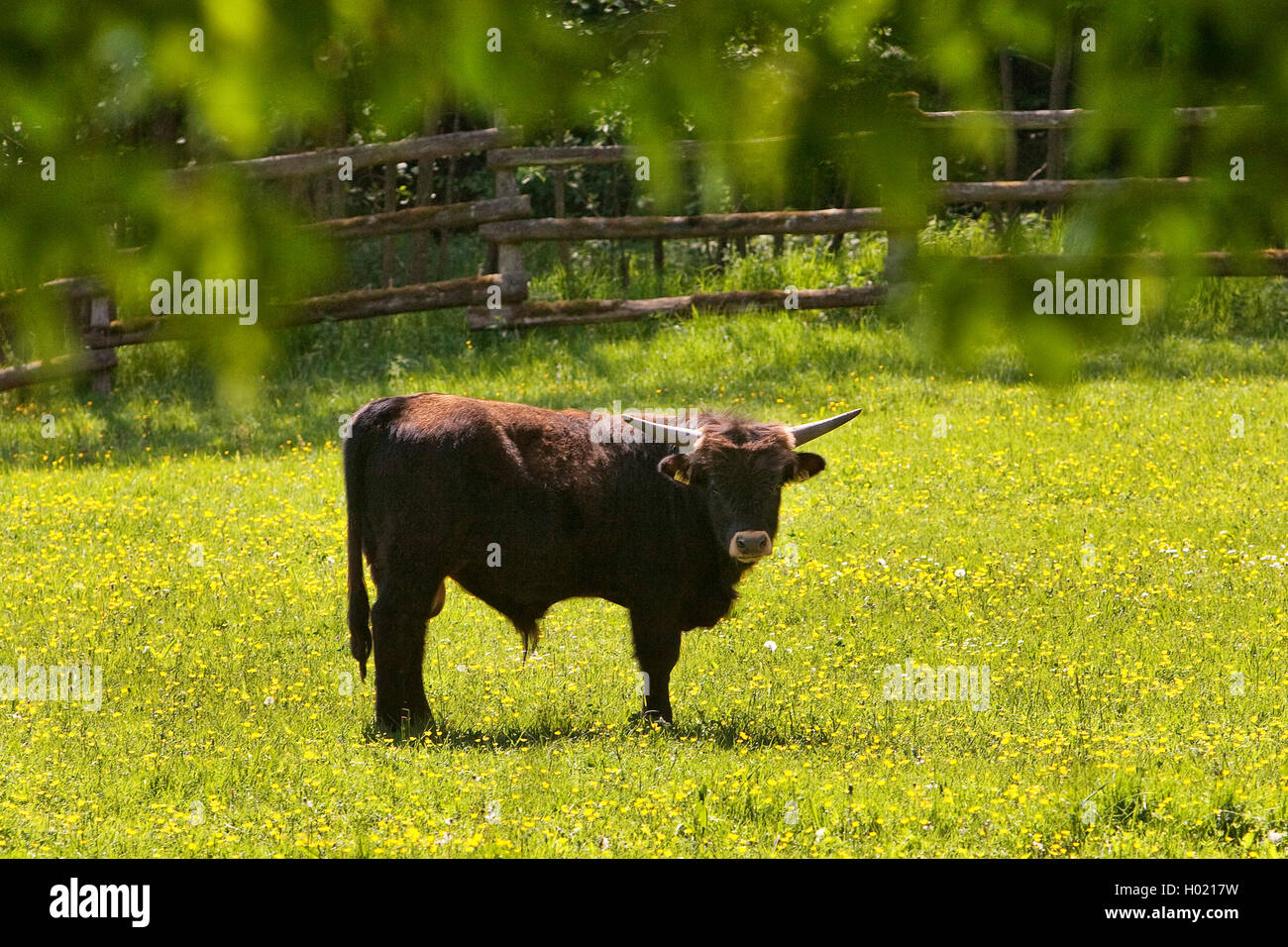 Heck cattle (Bos primigenius f. taurus), ox standing on a pasture ...