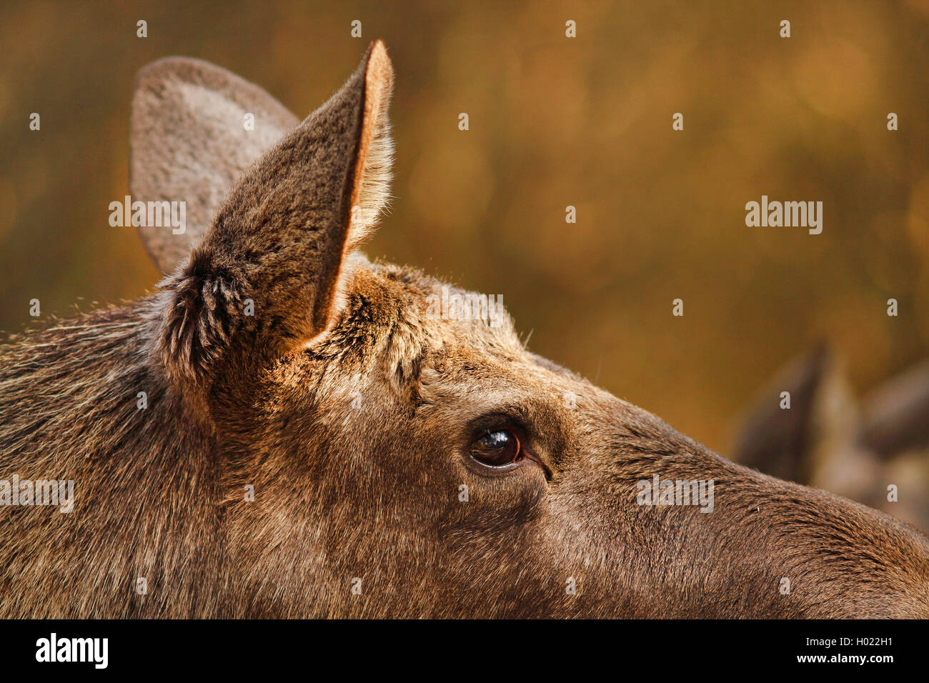 Sense organs hi-res stock photography and images - Alamy