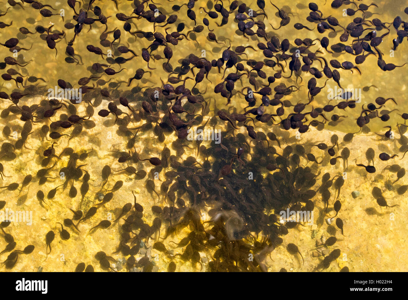 Bufo bufo tadpoles hi-res stock photography and images - Alamy