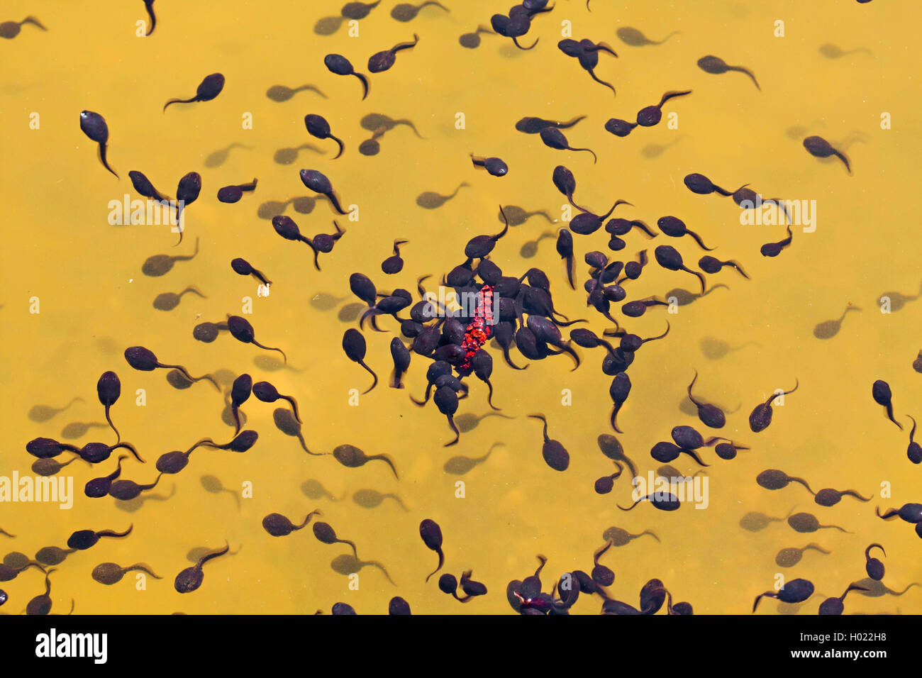 European common toad (Bufo bufo), swarm of tadpoles, Germany, Baden ...