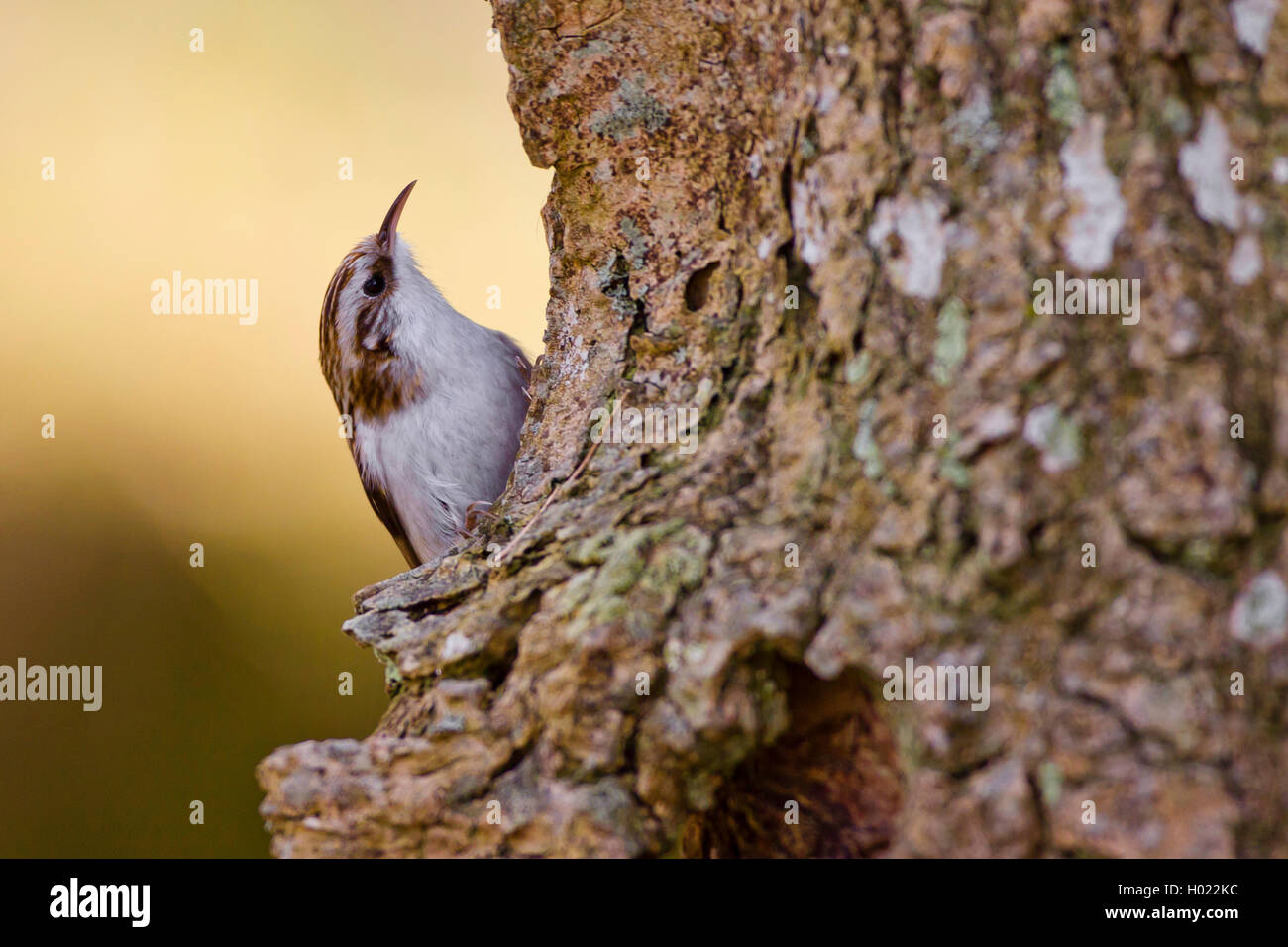 Creeper bird creepers birds hi-res stock photography and images - Alamy