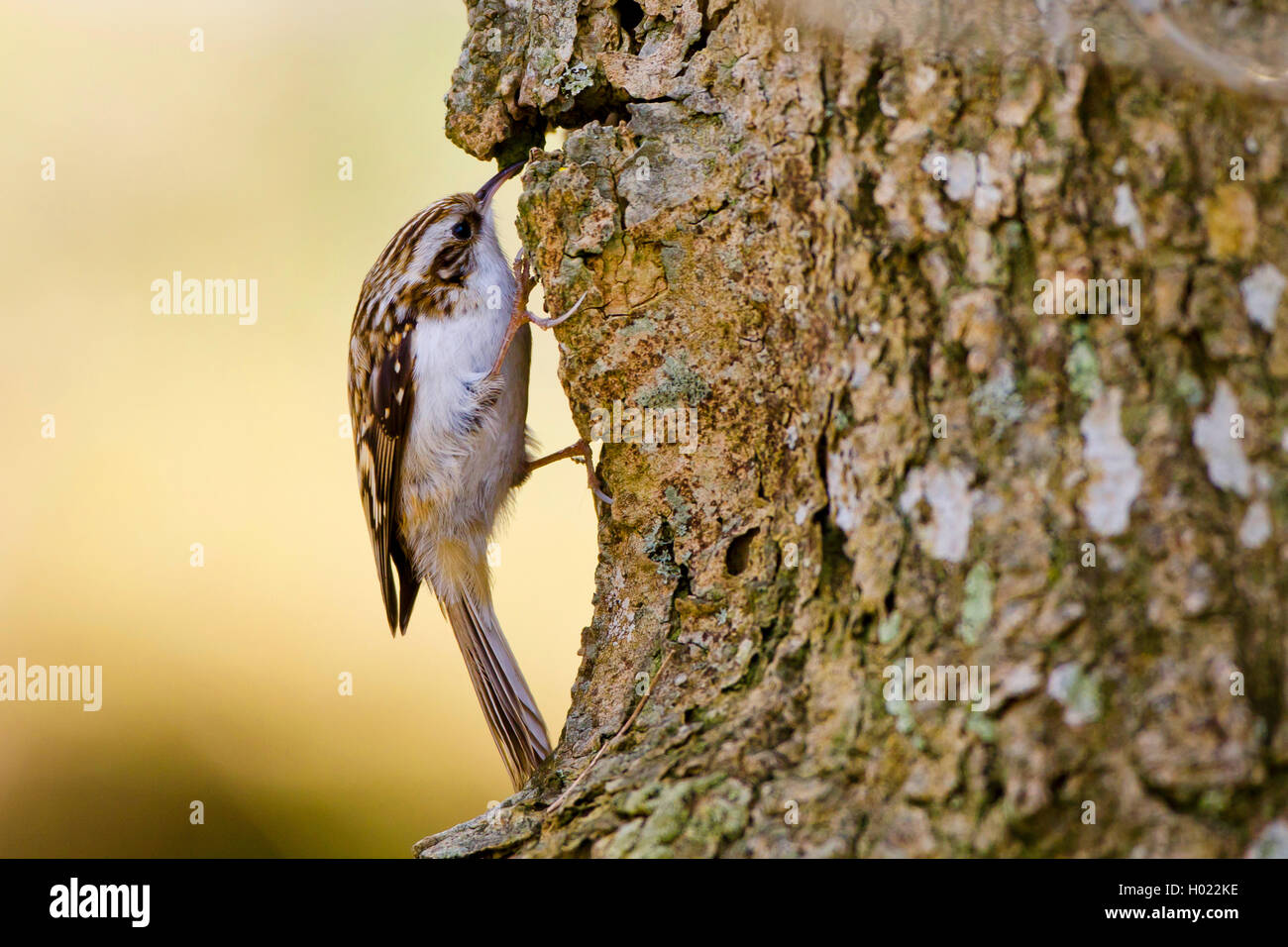 common treecreeper (Certhia familiaris), searching food at a tree trunk ...