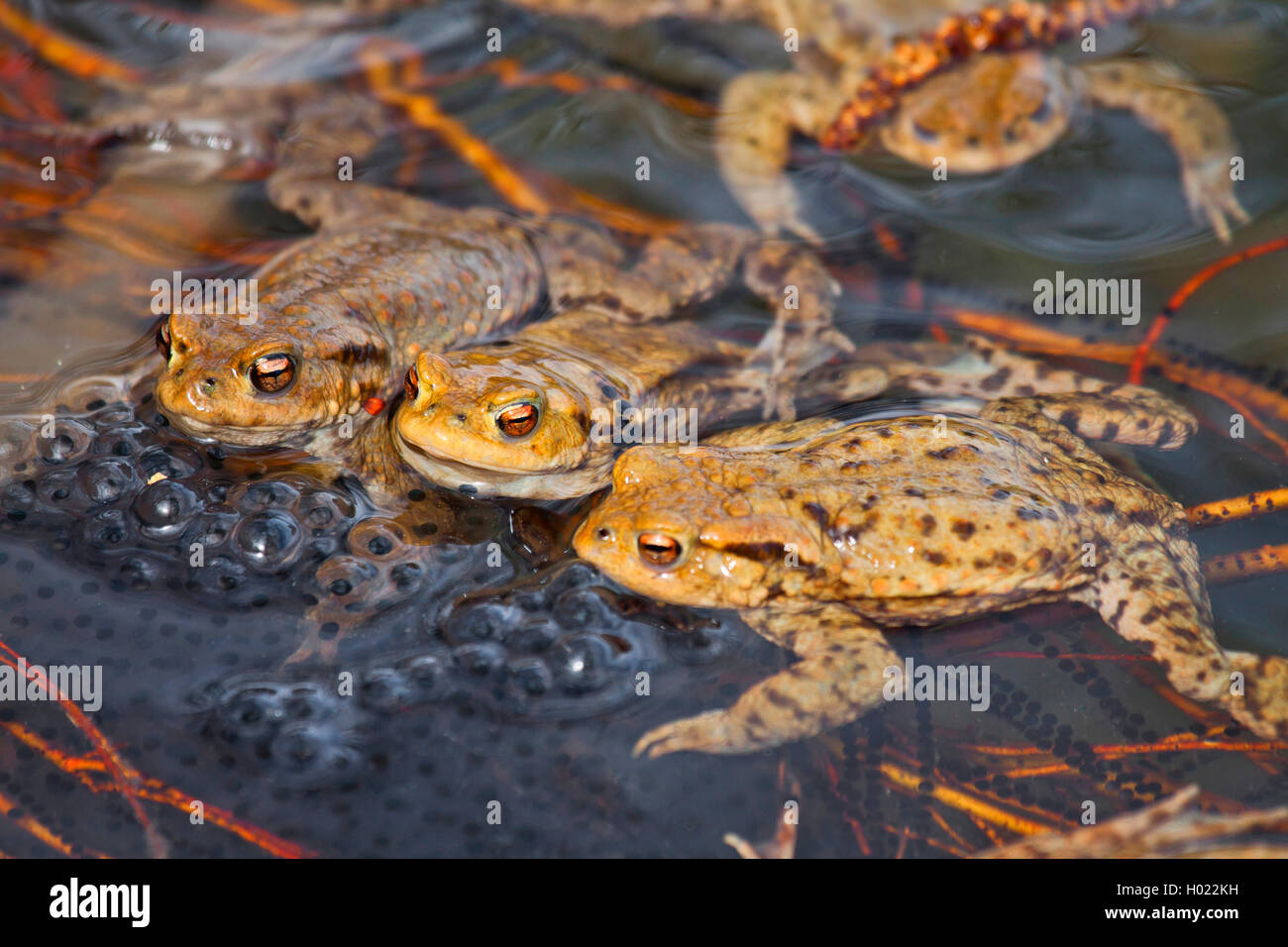 European common toad (Bufo bufo), in spawning pond, Germany Stock Photo - Alamy