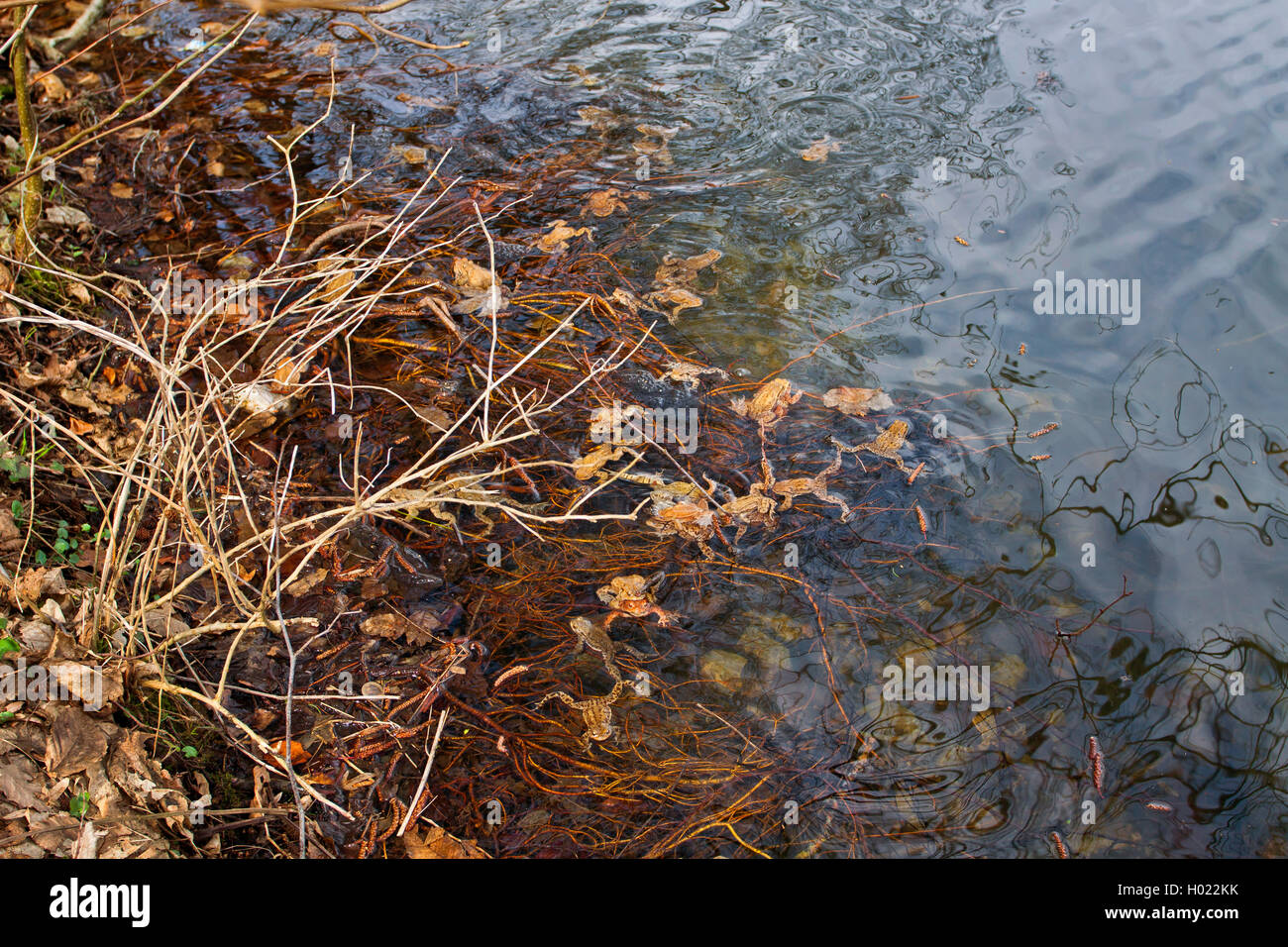 European common toad (Bufo bufo), in spawning pond, Germany Stock Photo ...