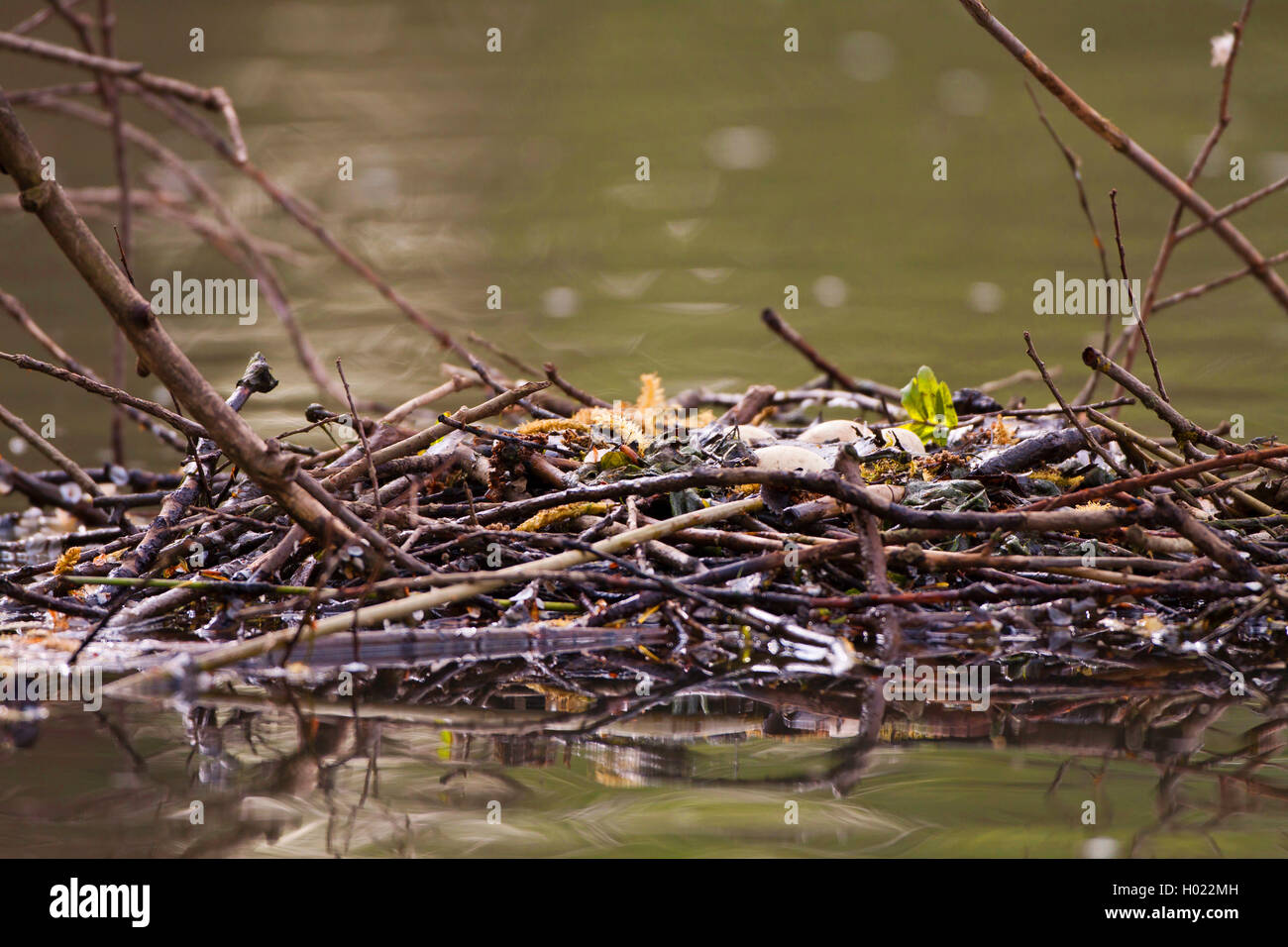 great crested grebe (Podiceps cristatus), nest with eggs, Germany ...