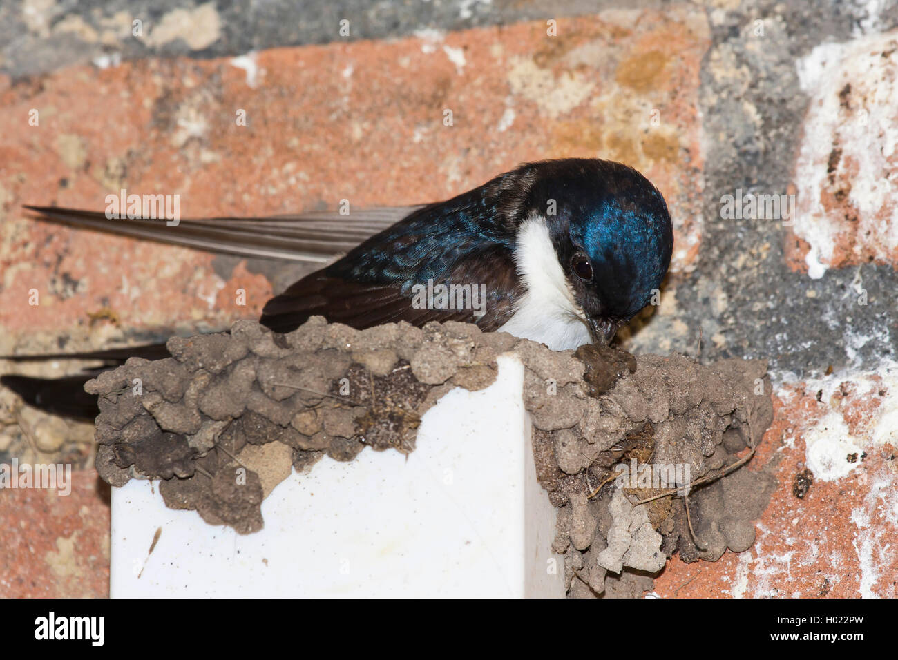Adult birds building a nest hi-res stock photography and images - Alamy