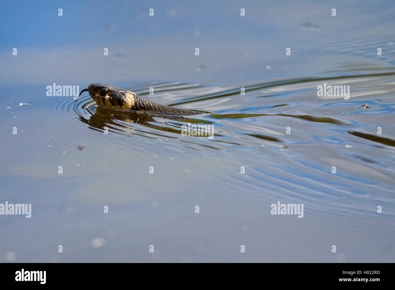 Swedish snakes hi-res stock photography and images - Alamy