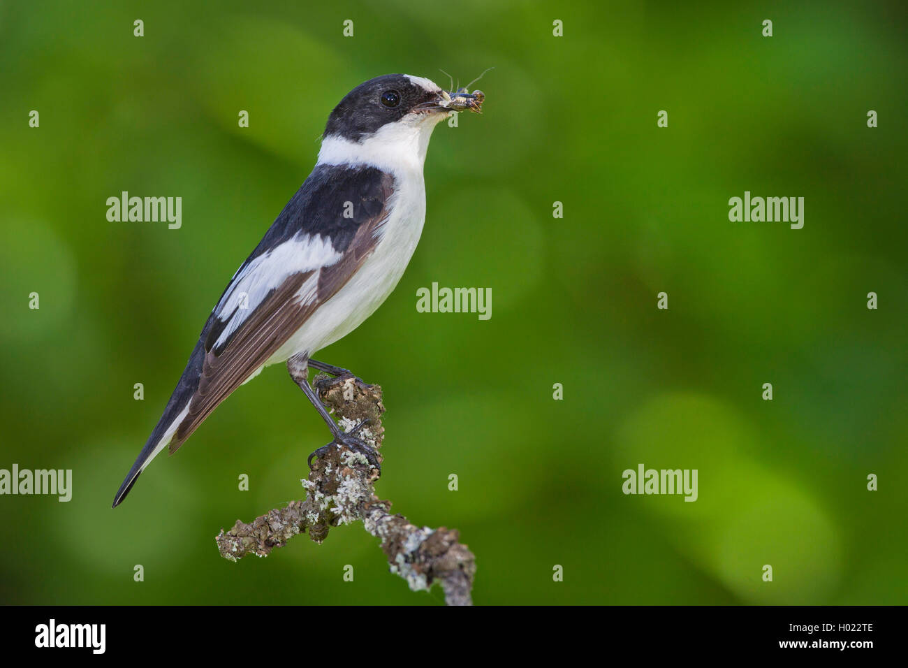 collared flycatcher (Ficedula albicollis), male sitting on a lichened ...
