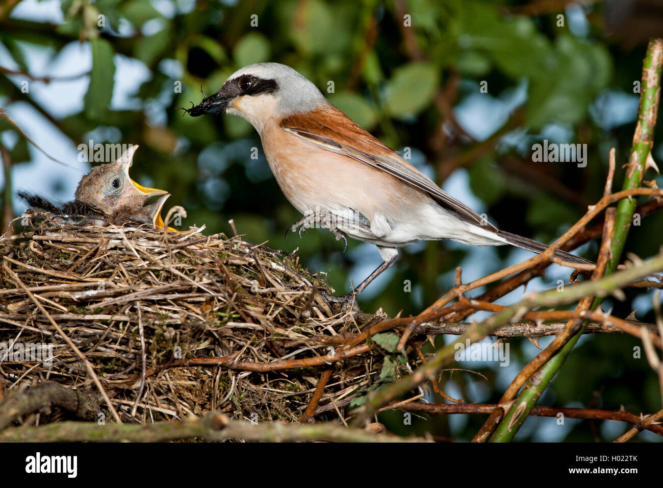 red-backed shrike (Lanius collurio), male feeding begging baby bird in ...