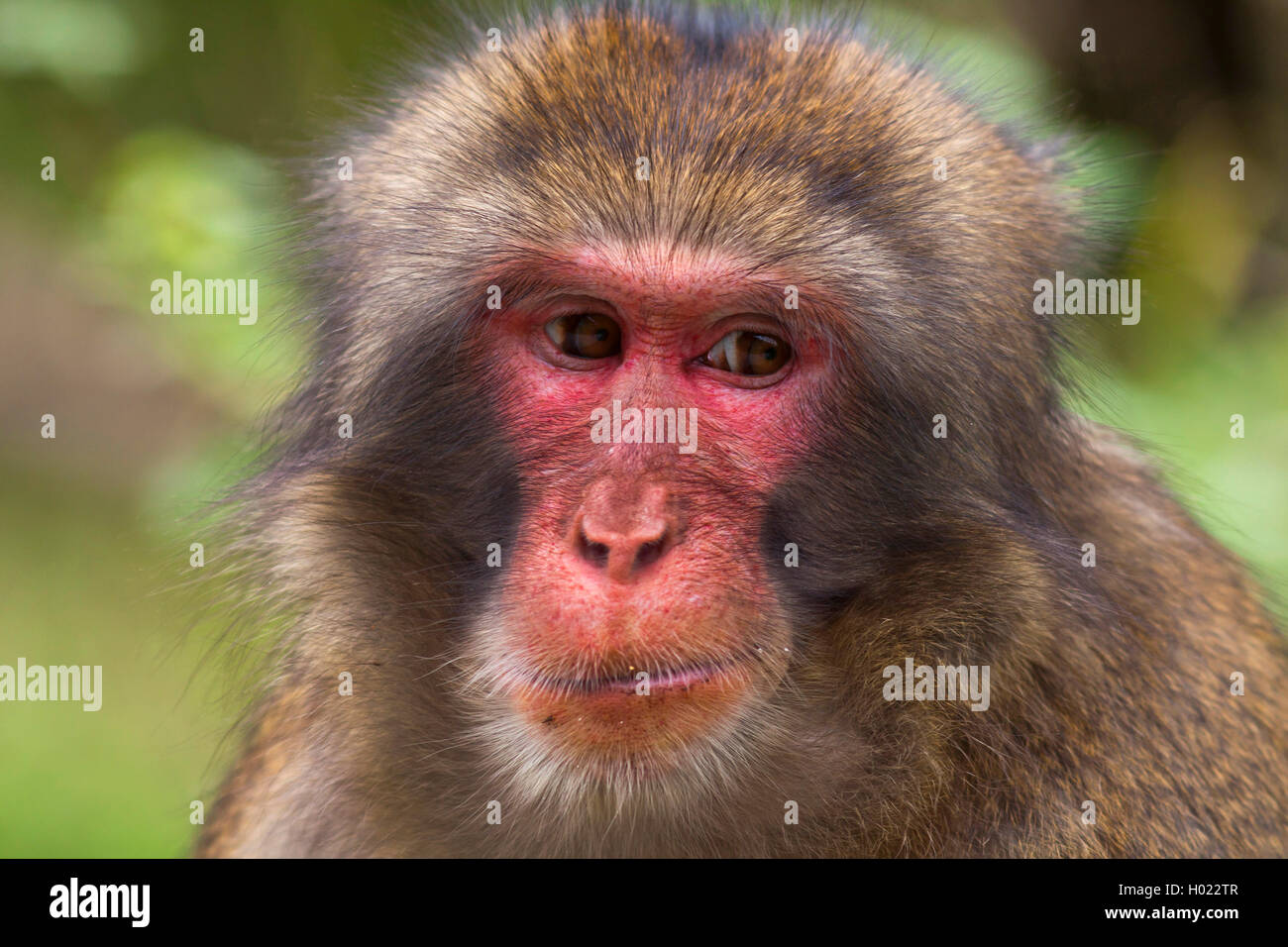 Japanese macaque, snow monkey (Macaca fuscata), portrait Stock Photo ...