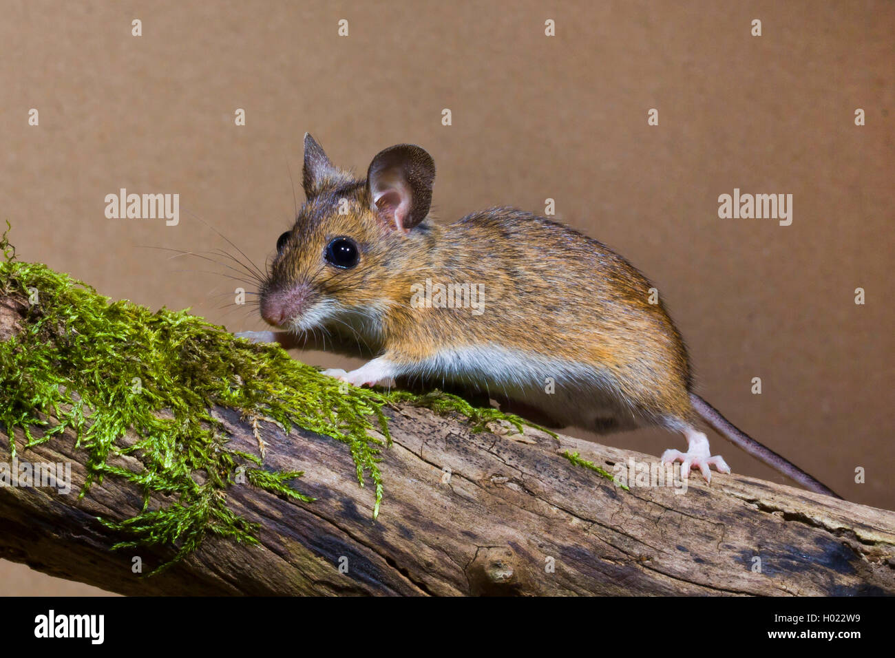 Field mice on branch hi-res stock photography and images - Alamy