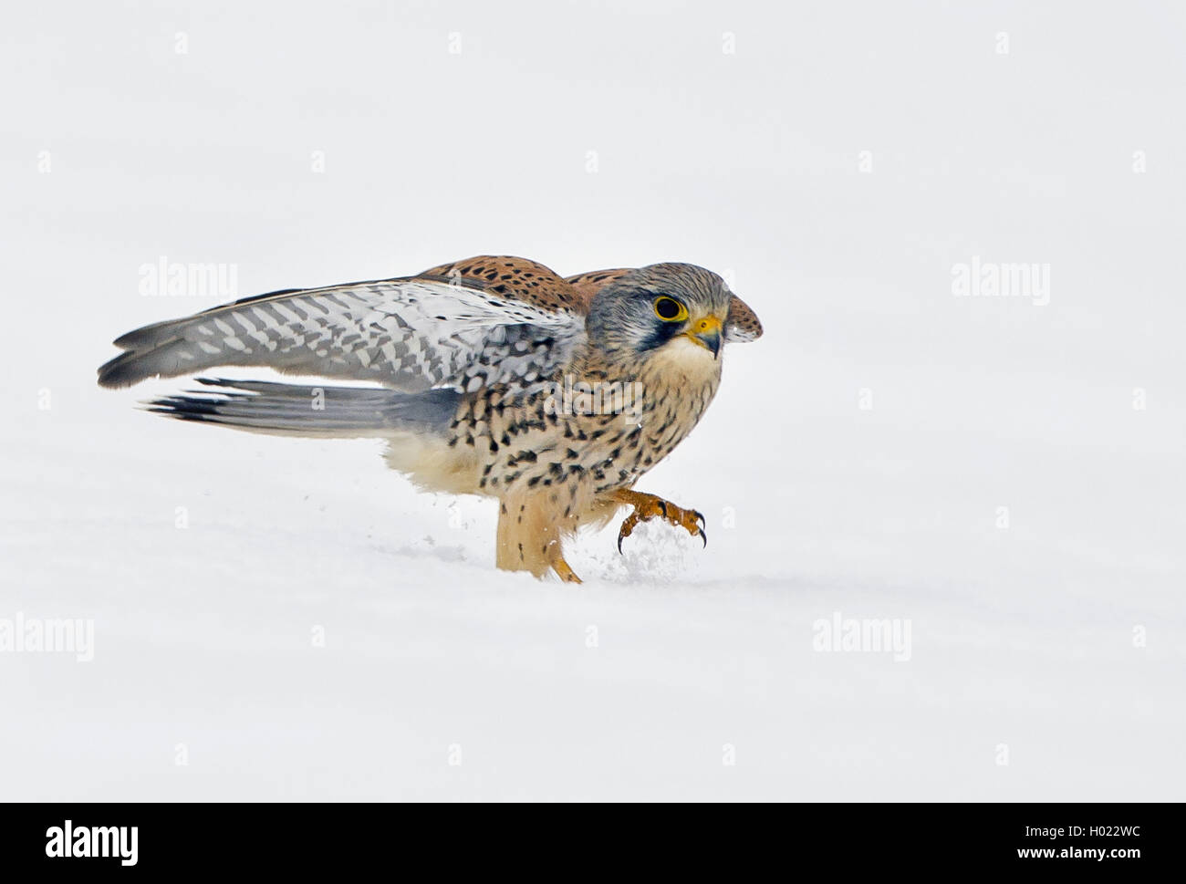 European Kestrel, Eurasian Kestrel, Old World Kestrel, Common Kestrel ...