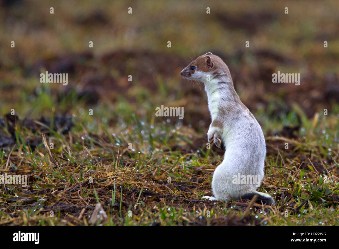 Ermine, Stoat, Short-tailed weasel (Mustela erminea), standing erect ...