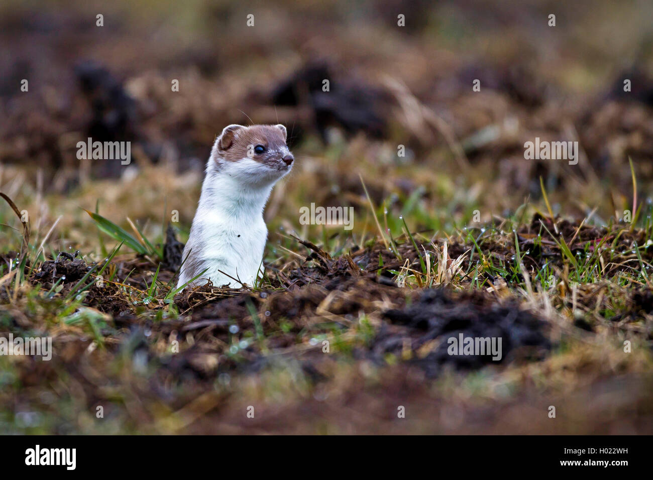 Ermine, Stoat, Short-tailed weasel (Mustela erminea), looking out a den ...