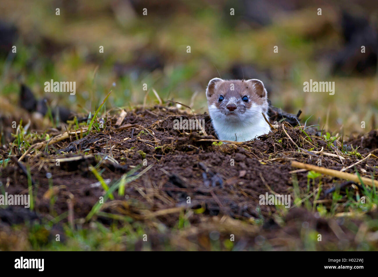 Ermine, Stoat, Short-tailed weasel (Mustela erminea), looking out a den ...
