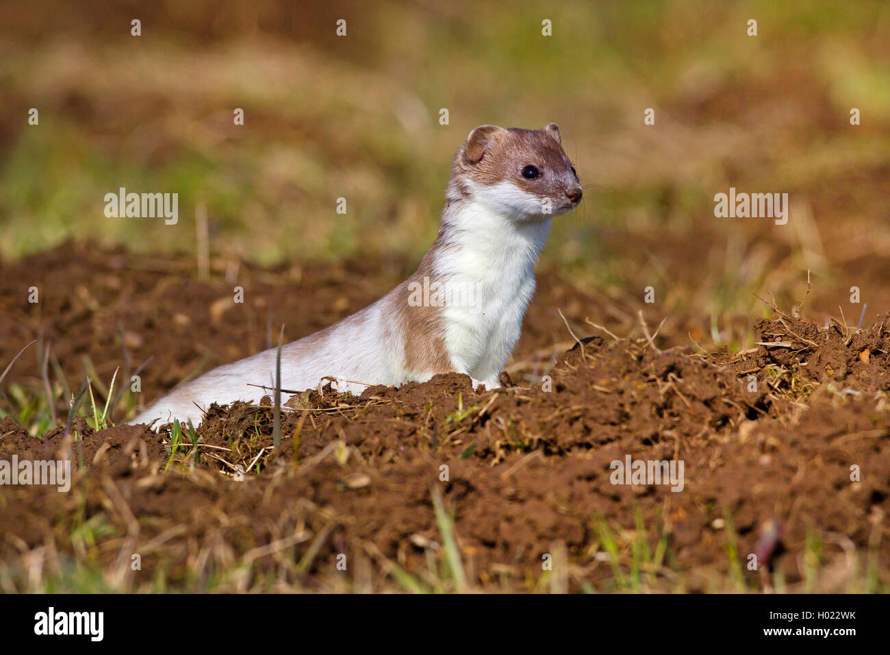 Ermine, Stoat, Short-tailed weasel (Mustela erminea), on an acre, in ...