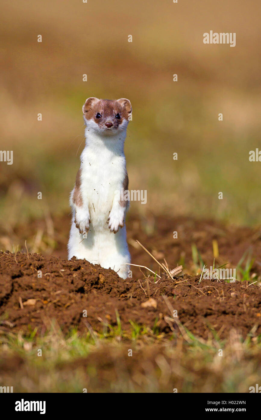 Ermine, Stoat, Short-tailed weasel (Mustela erminea), standing erect ...
