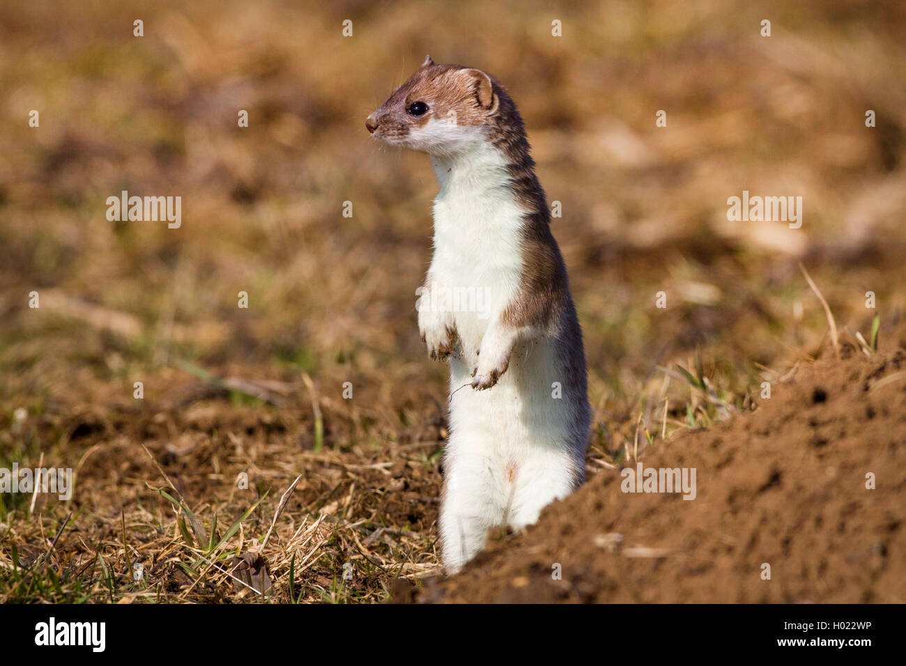 Ermine, Stoat, Short-tailed weasel (Mustela erminea), standing erect ...