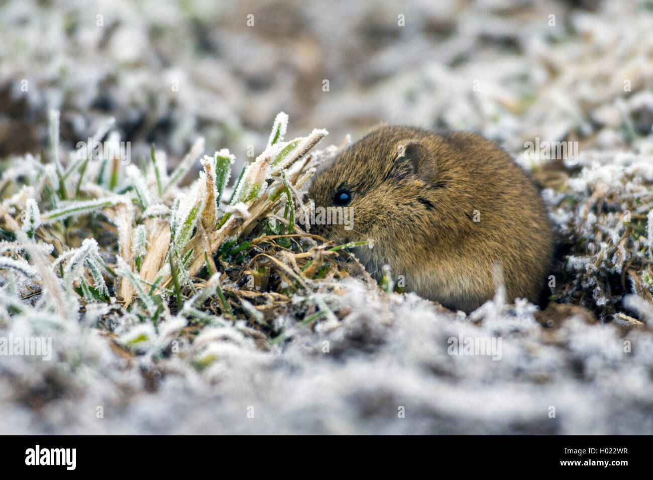 common vole (Microtus arvalis), in a meadow with hoar frost, Germany ...