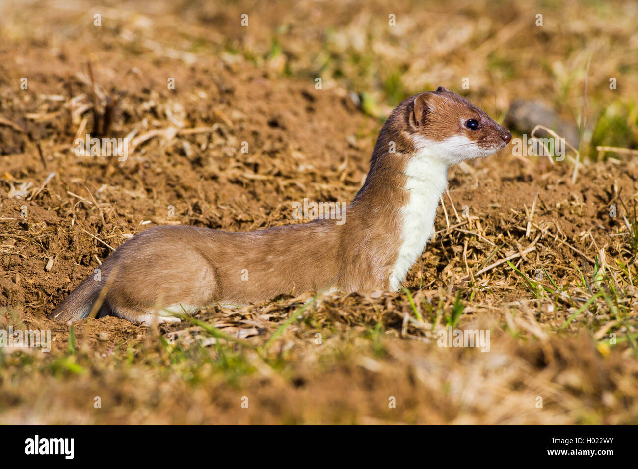 Ermine, Stoat, Short-tailed weasel (Mustela erminea), in summer coat, side view, Germany Stock ...