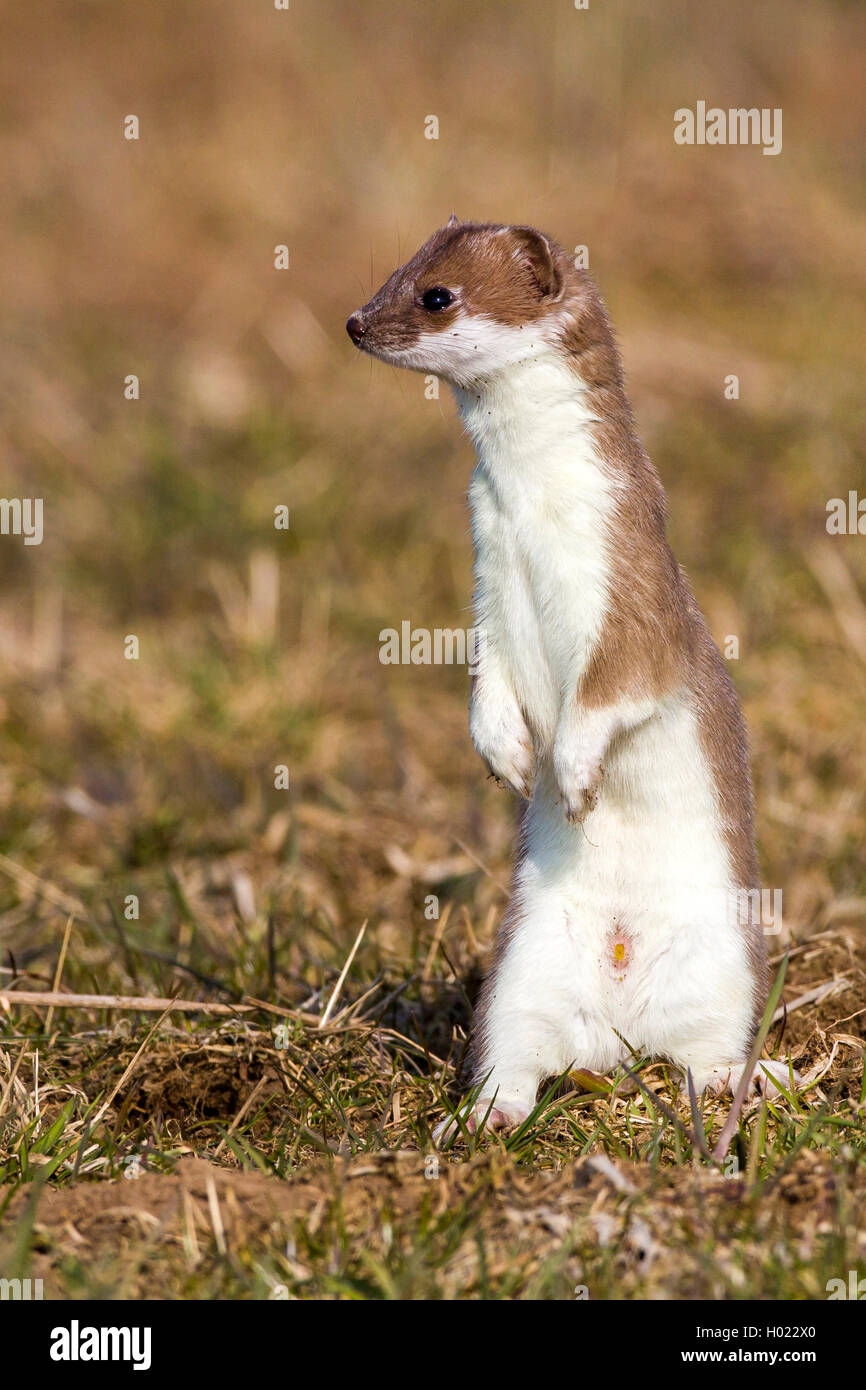 Ermine, Stoat, Short-tailed weasel (Mustela erminea), standing erect ...