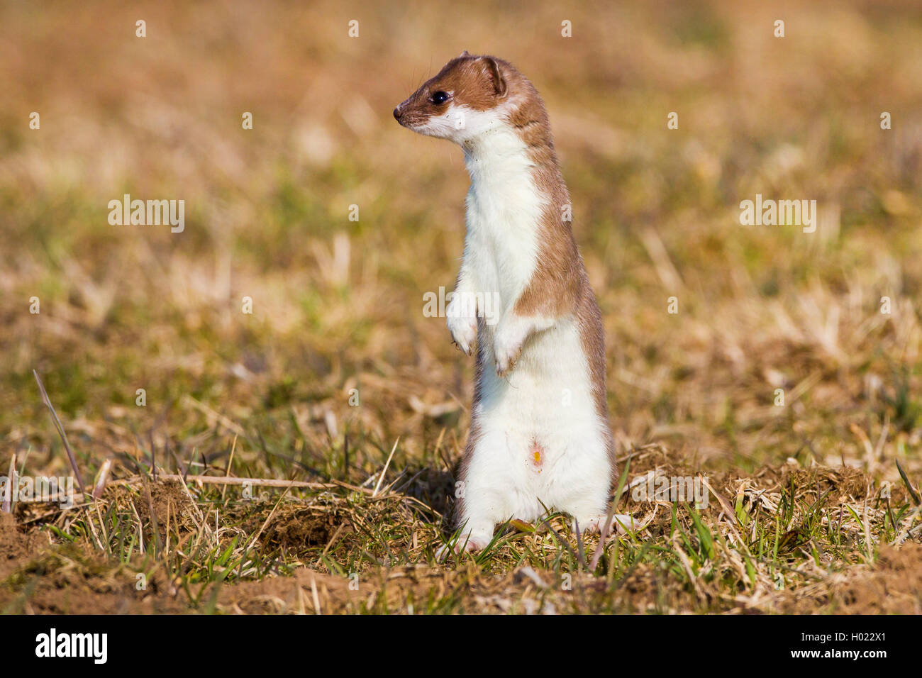 Ermine, Stoat, Short-tailed weasel (Mustela erminea), standing erect ...