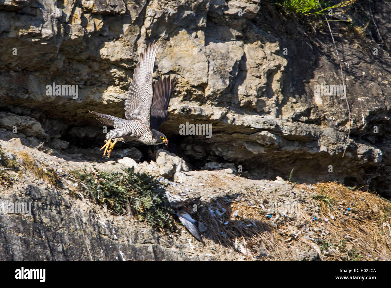 peregrine falcon (Falco peregrinus), starting from Nest, Germany Stock ...