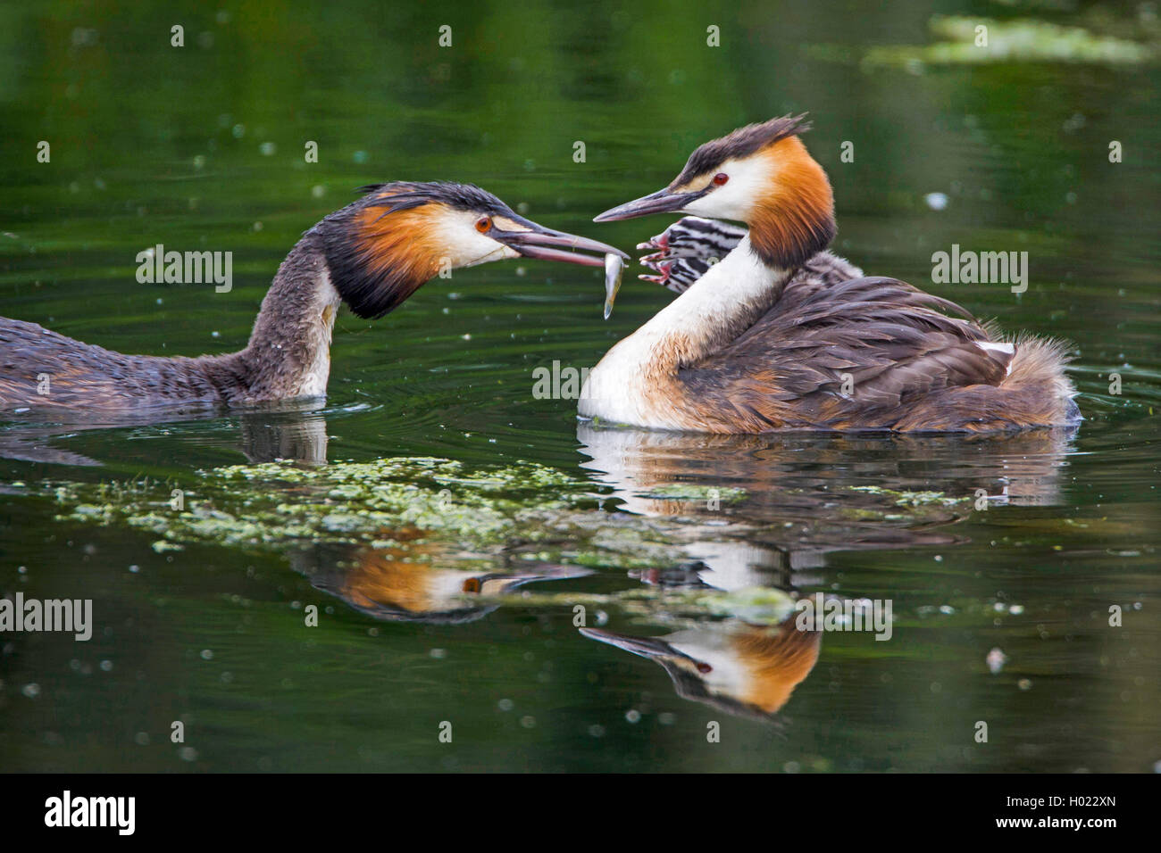 great crested grebe (Podiceps cristatus), feeding of the chicks ...