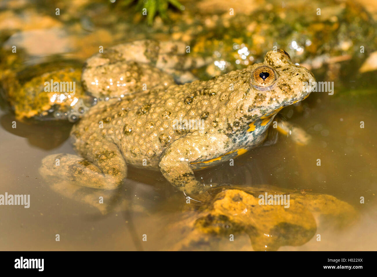 yellow-bellied toad, yellowbelly toad, variegated fire-toad (Bombina ...