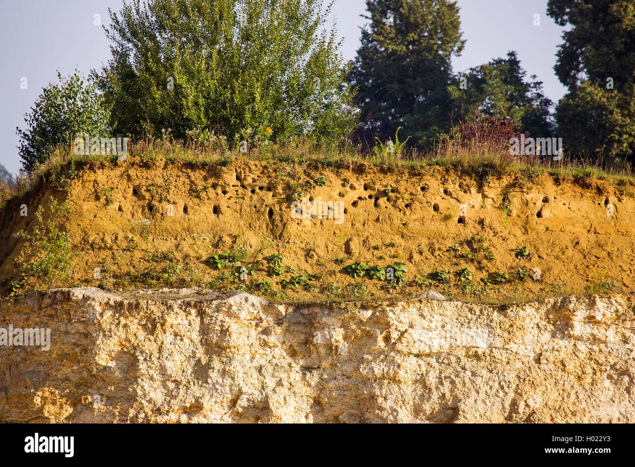 European bee eater (Merops apiaster), gravel pit with bee eater colony ...