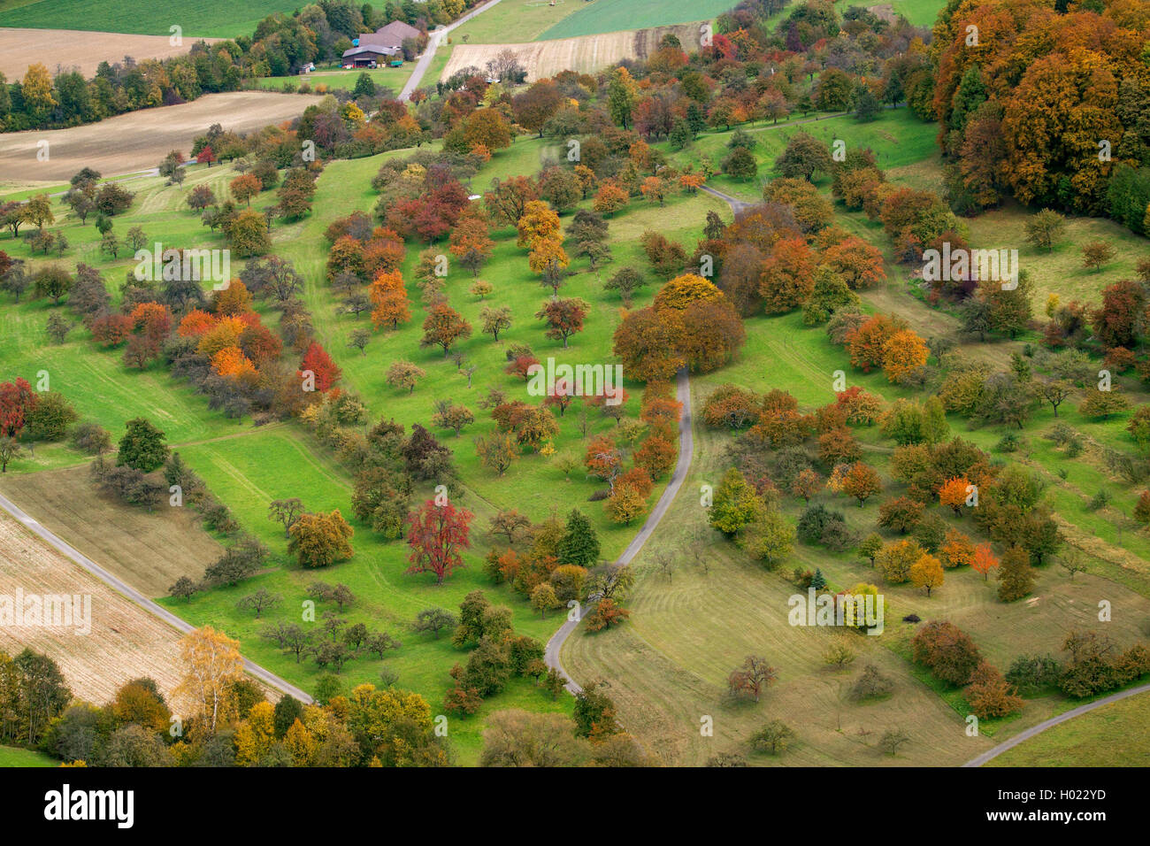 fruit tree meadows at the Neidlinger Tal in autumn, Germany, Baden ...