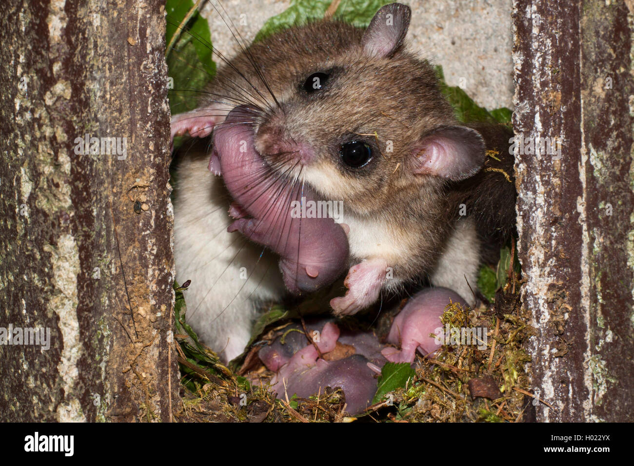 Fat Dormouse