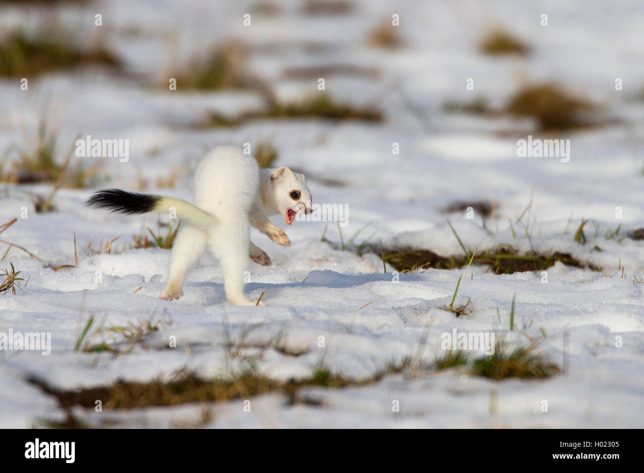 Ermine, Stoat, Short-tailed weasel (Mustela erminea), turning ...