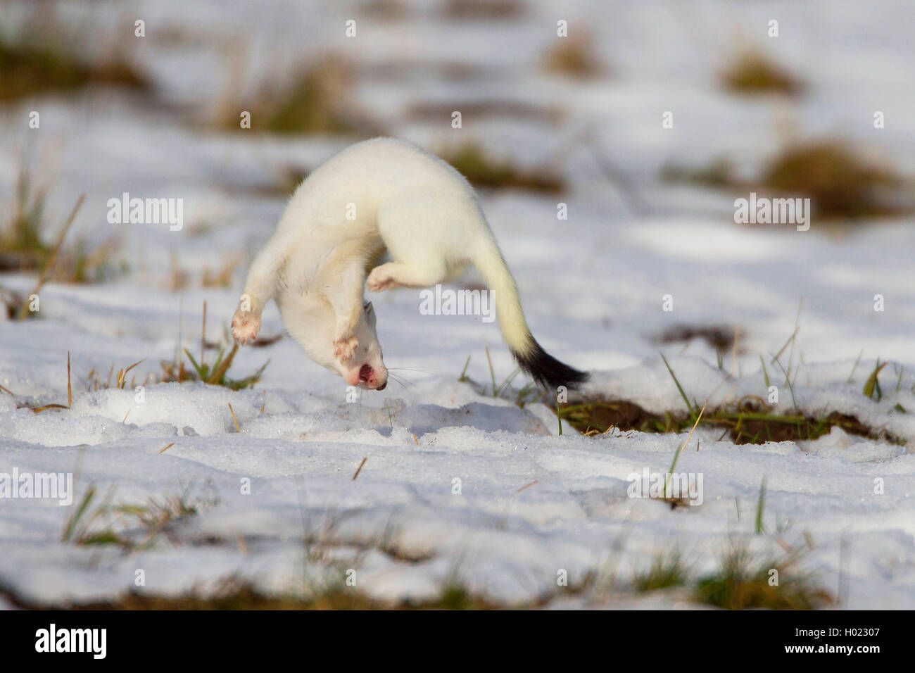 Ermine, Stoat, Short-tailed weasel (Mustela erminea), turning ...