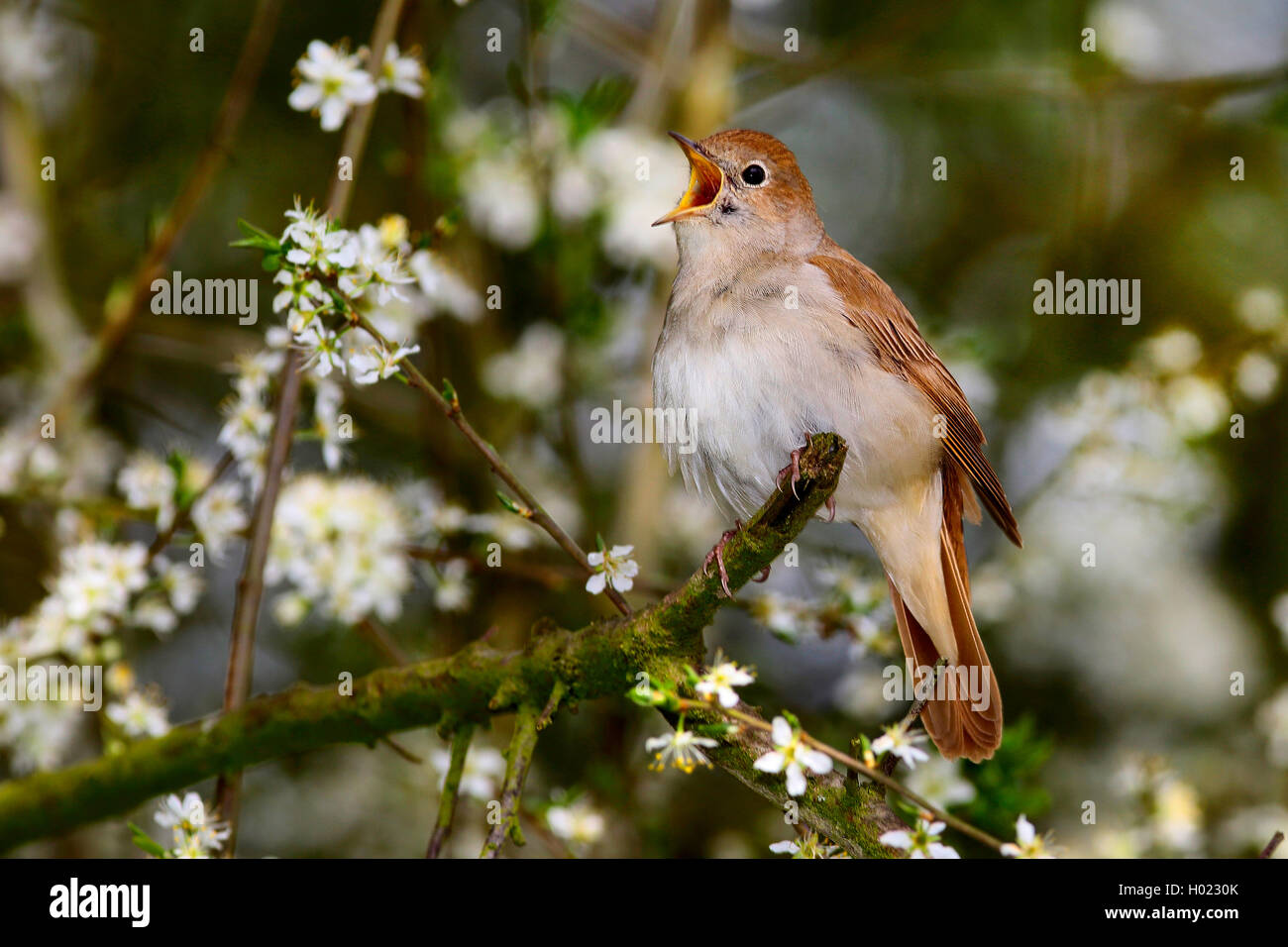 Nachtigall singen hi-res stock photography and images - Alamy