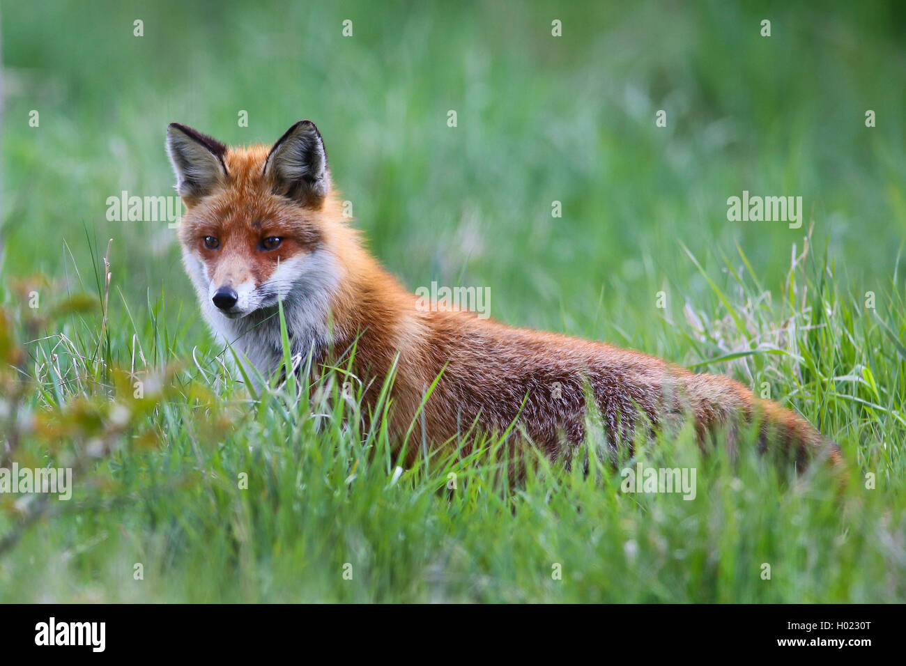 Rotfuchs vulpes vulpes auf einer wiese hi-res stock photography and ...