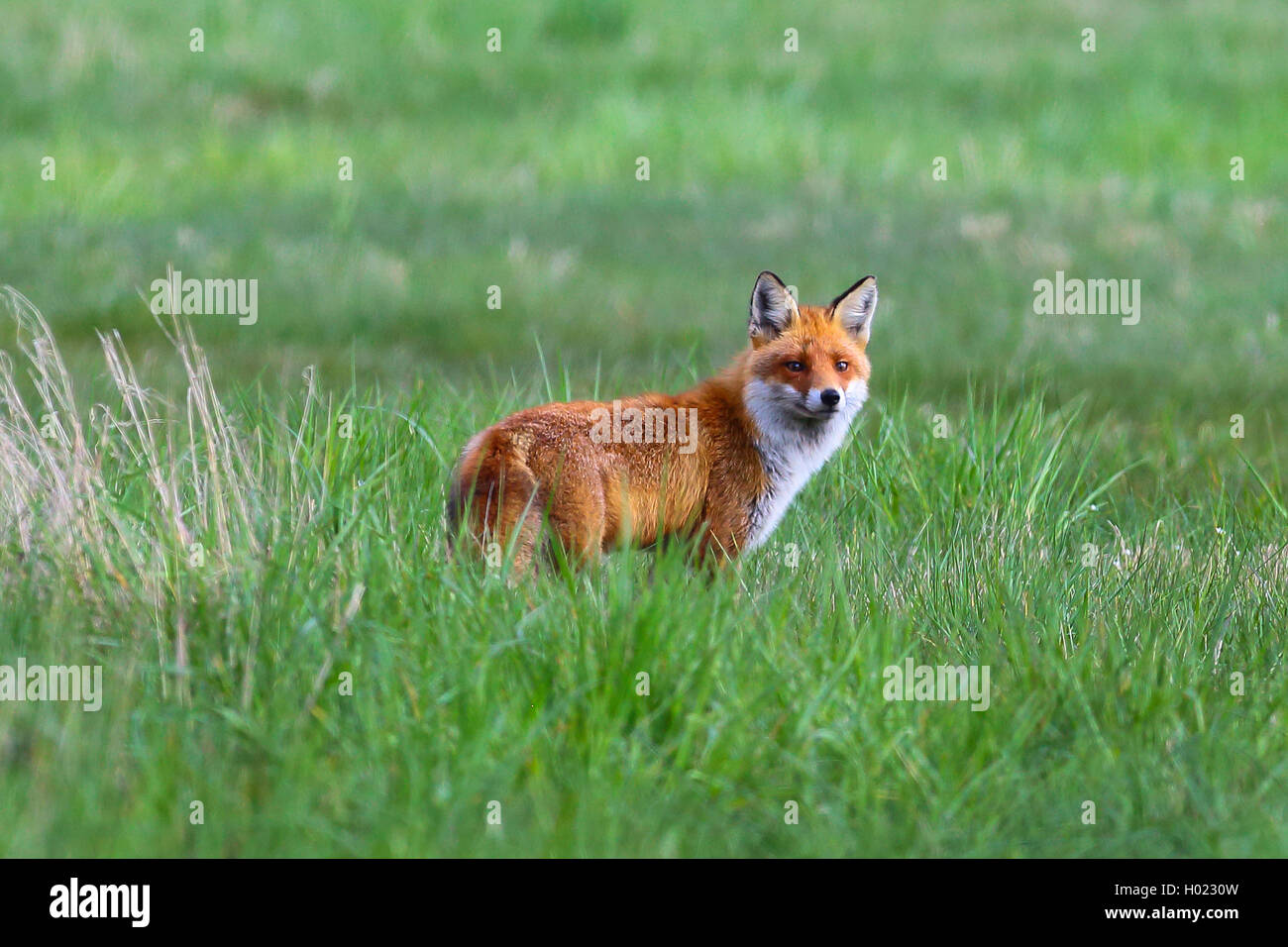Rotfuchs vulpes vulpes auf einer wiese hi-res stock photography and ...