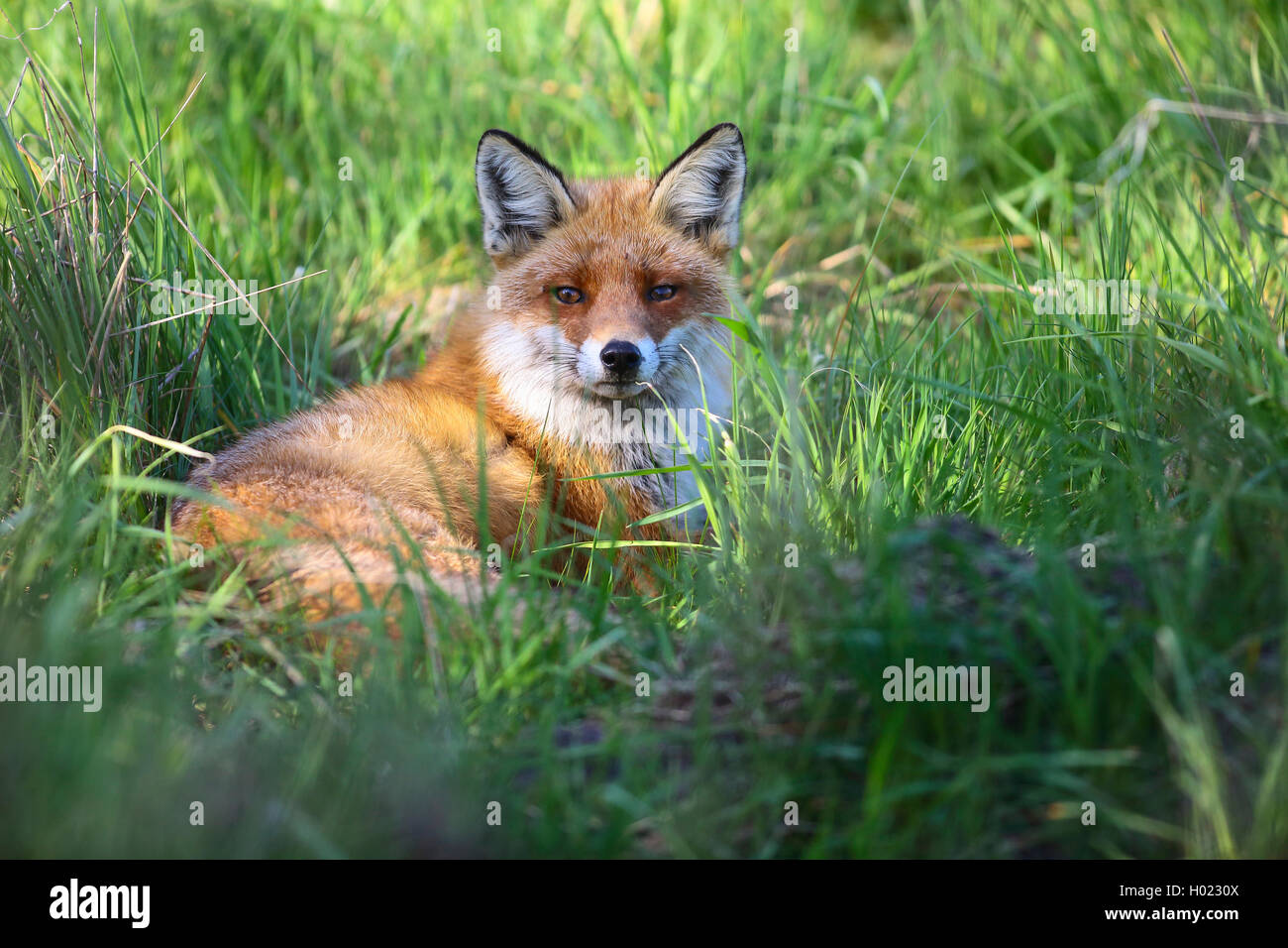 red fox (Vulpes vulpes), lys in a meadow, Germany Stock Photo - Alamy