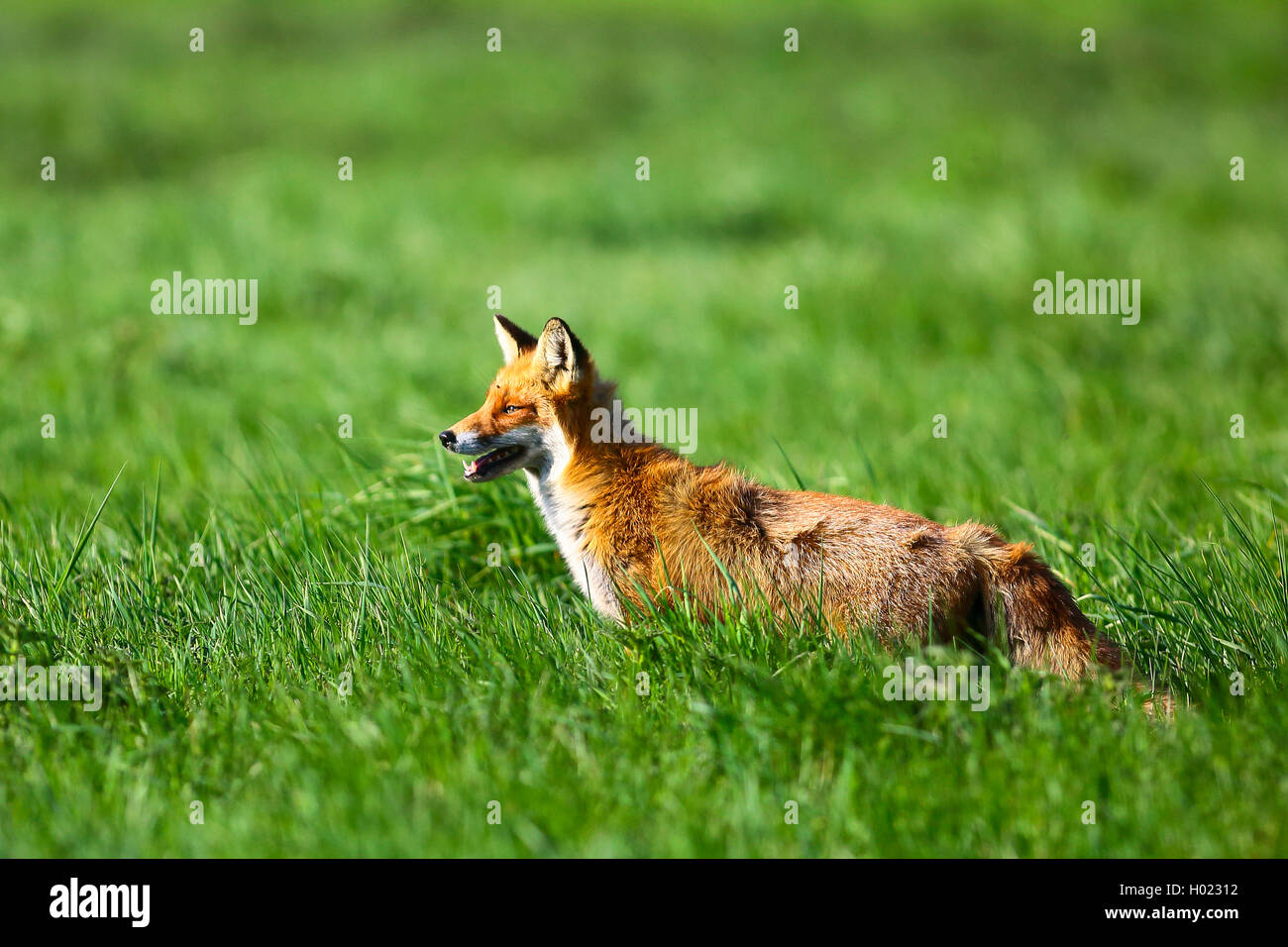red fox (Vulpes vulpes), stands in a meadow in sunshine, Germany Stock ...