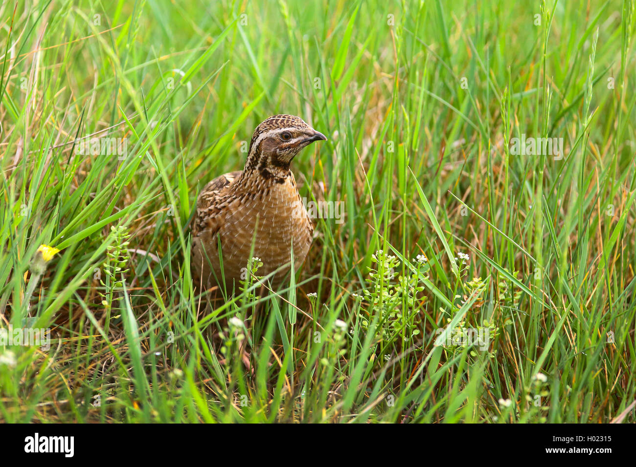 Common Quails