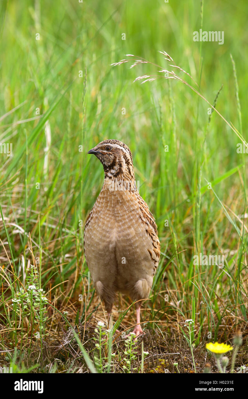 common quail (Coturnix coturnix), sitting in a meadow looking around ...