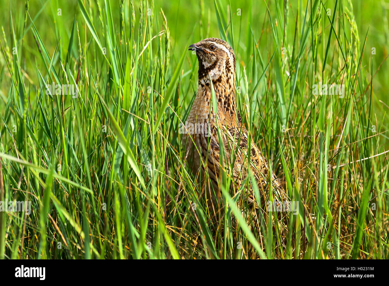 common quail (Coturnix coturnix), sitting in a meadow, Germany Stock ...